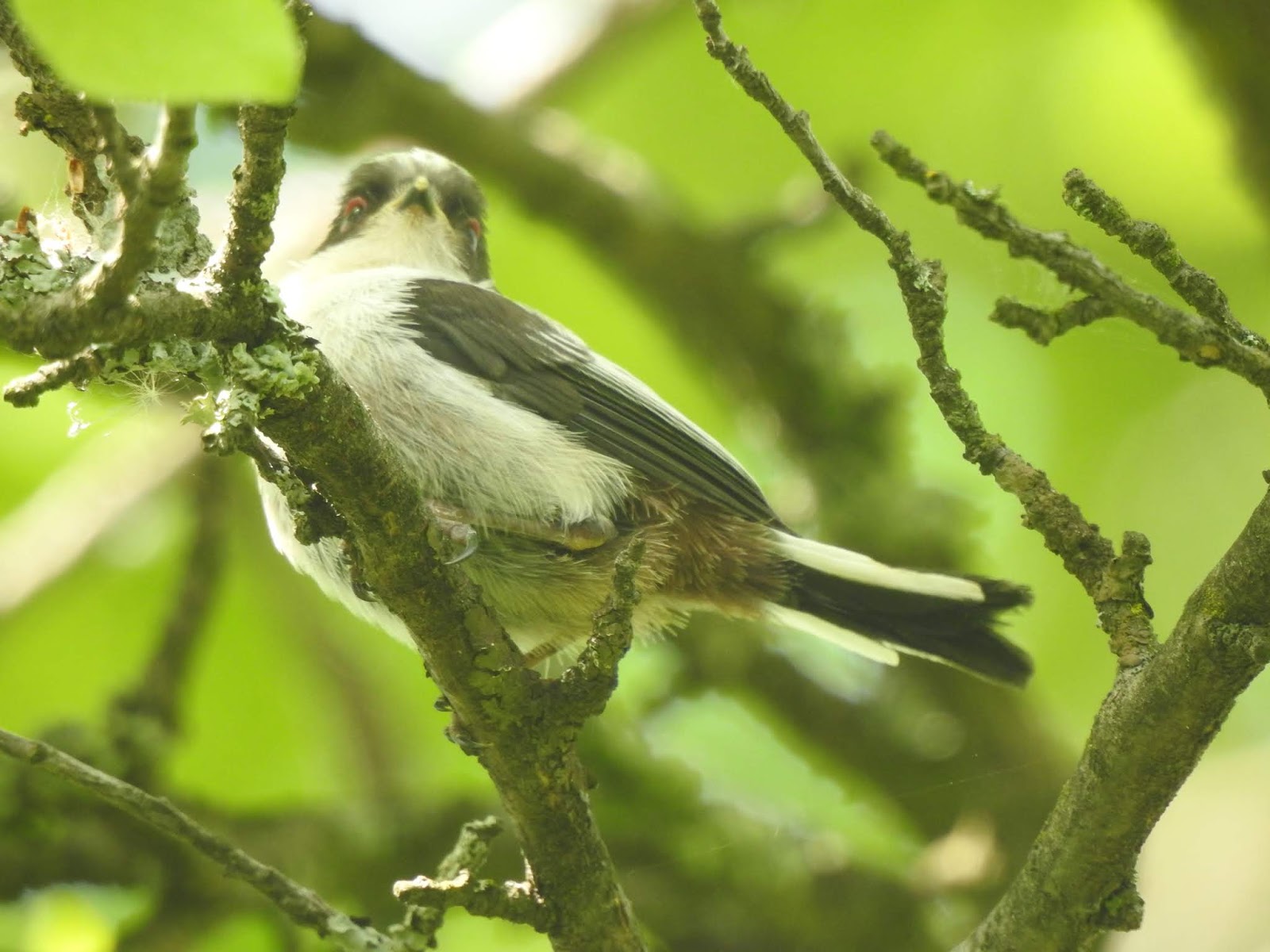 PASARI DIN ROMANIA: PITIGOI CODAT, Pui si juvenili (2), Aegithalos caudatus