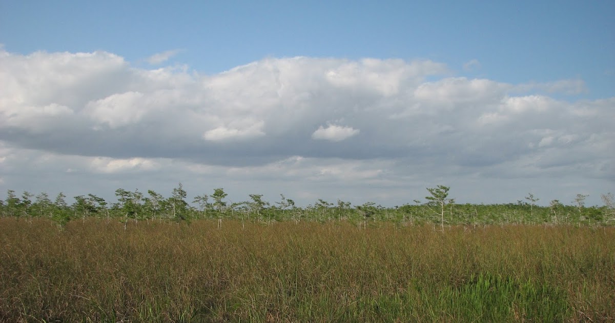 JessStryker.com: Everglades National Park 2 - Flora