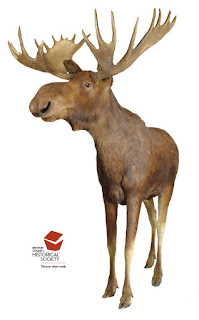 Benton County Museums: Bruce the Moose: Around The World From 80 Countries