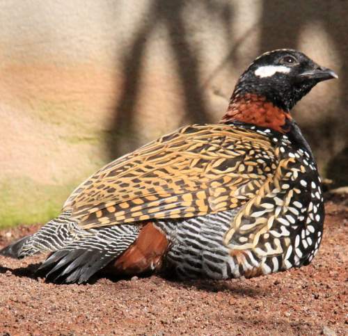 Black francolin photos | Birds of India | Bird World