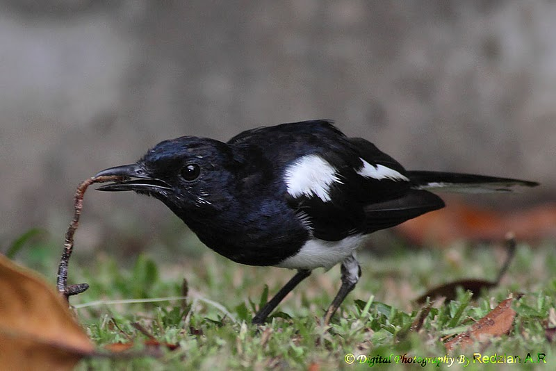We love Our Bangladesh: Magpie Robin known as Doyel/Doel is the ...