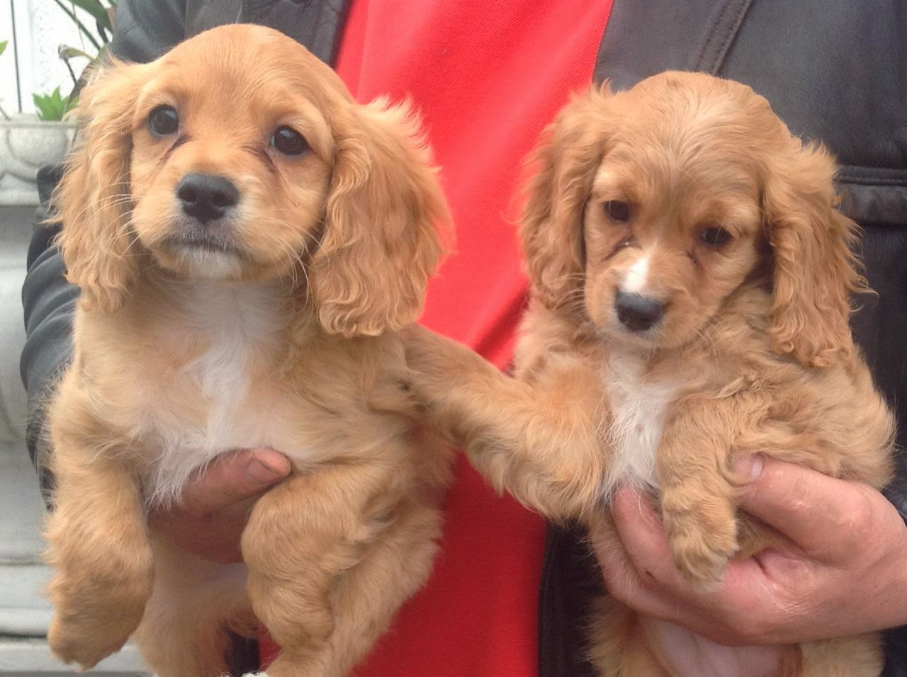 Rules of the Jungle: Cavapoo puppies