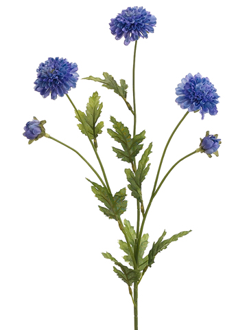 flowers for flower lovers.: Button poms flowers pictures.