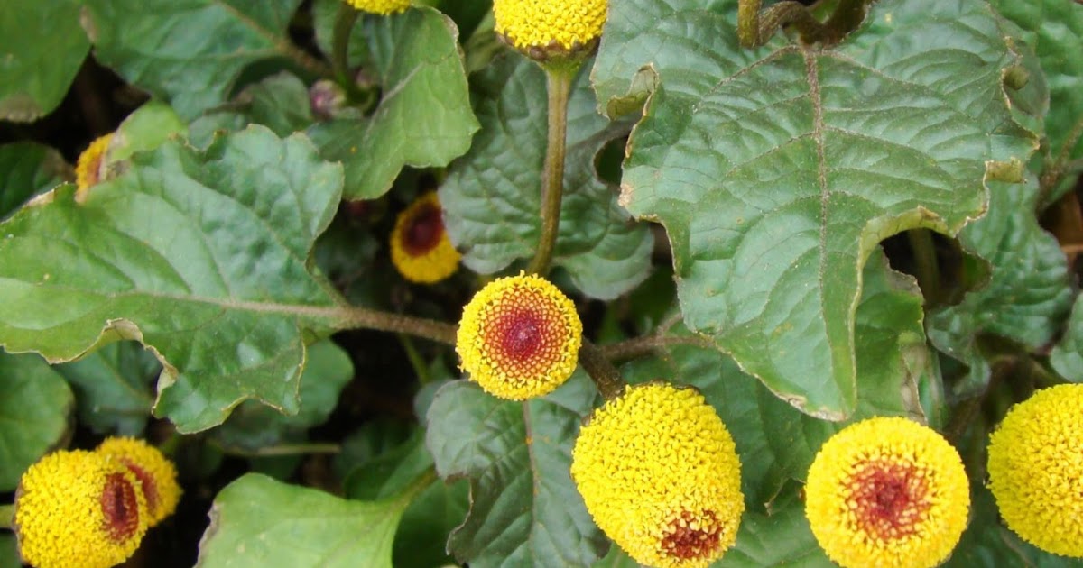 Spilanthes oleracea