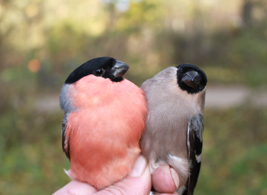 Anholt Fuglestation: Stor dompap