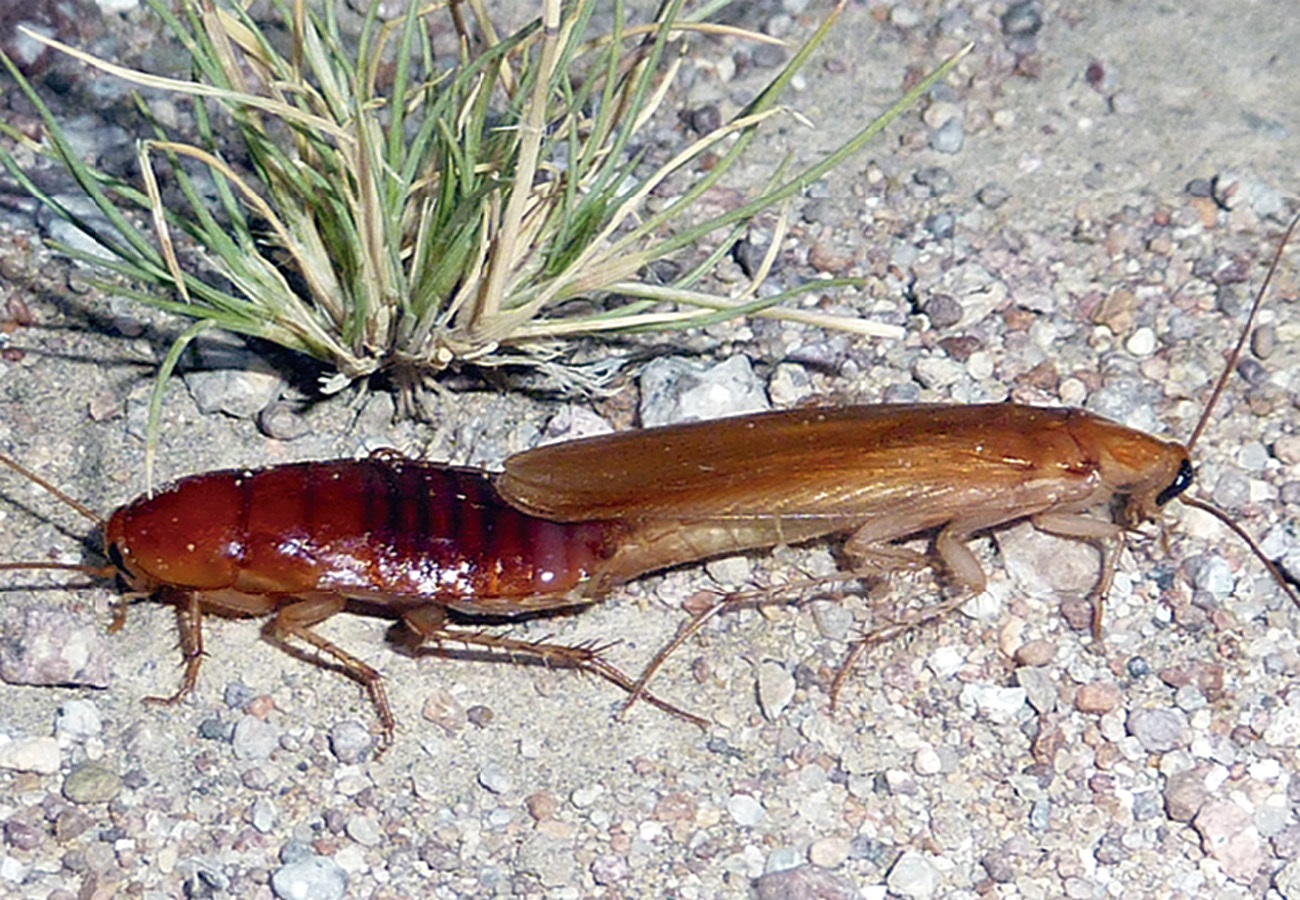 Species New to Science: [Entomology • 2021] Four New Species of ...