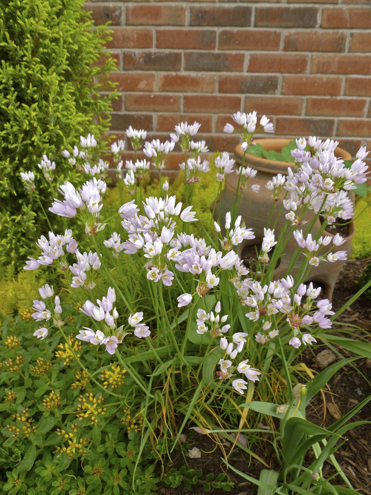 Plant Inventory at 20 Timothy : Allium / Ornamental Flowering Onion