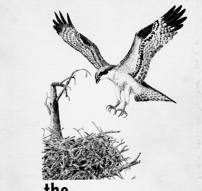 Bird Conservation: THE RARE VERTEBRATES OF CONNECTICUT