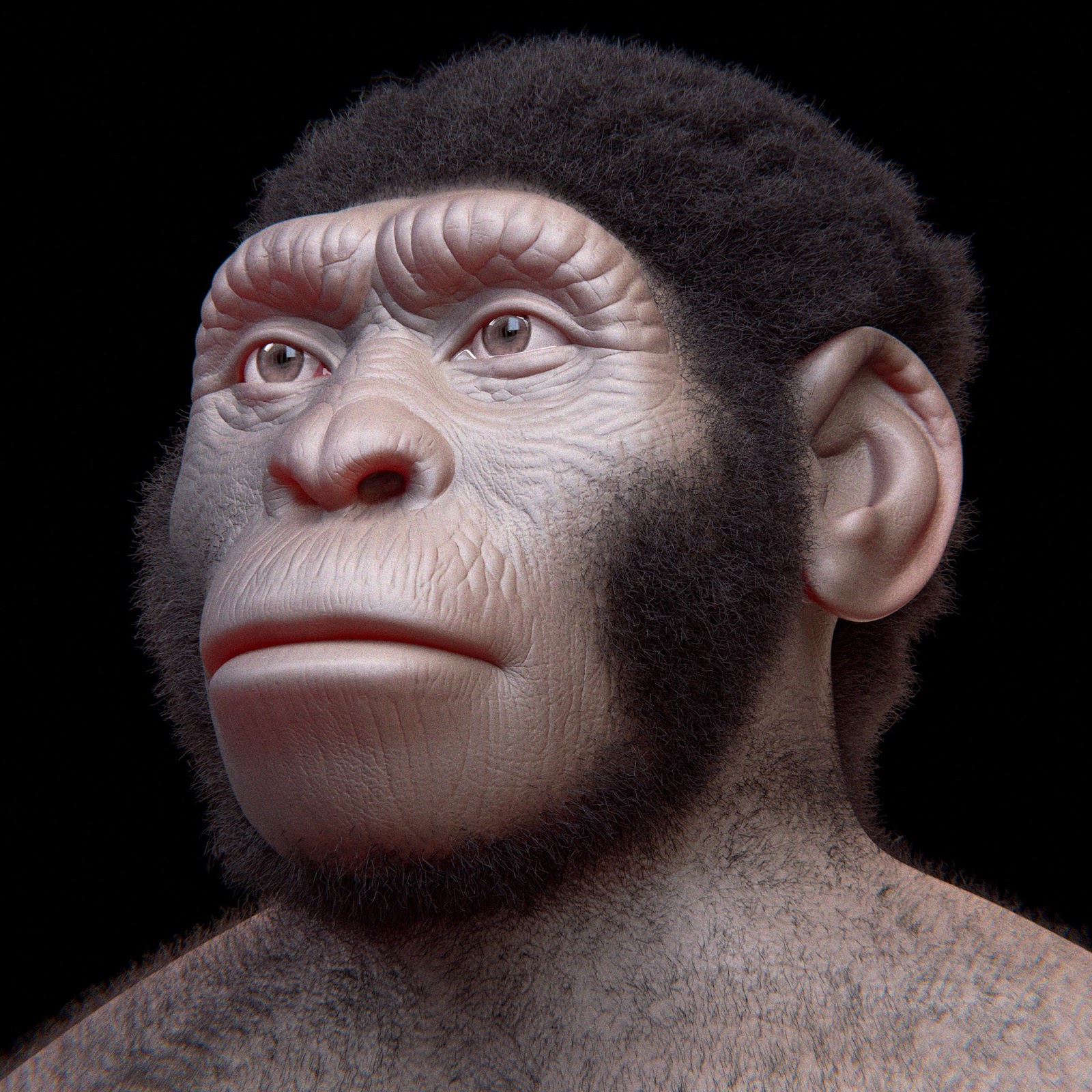 ATOR: Homo naledi