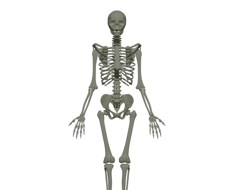 Boererate.com: Menslike skelet