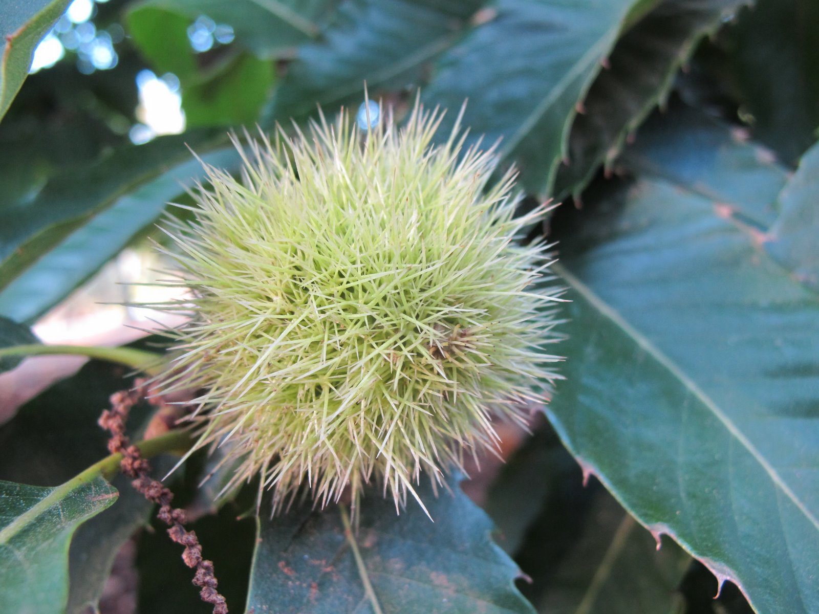 FLORA NEL SALENTO e.. anche altrove: Castanea sativa Mill. - Fagaceae ...