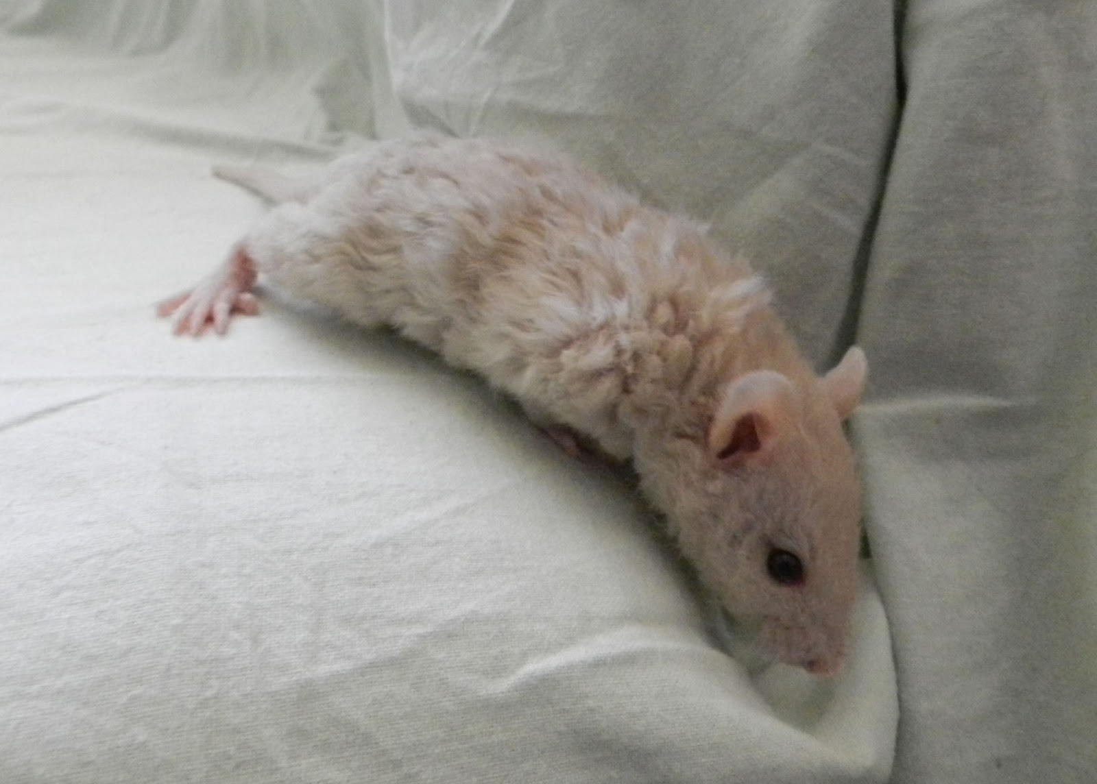 Voihan rotta!: Vauvakuvia