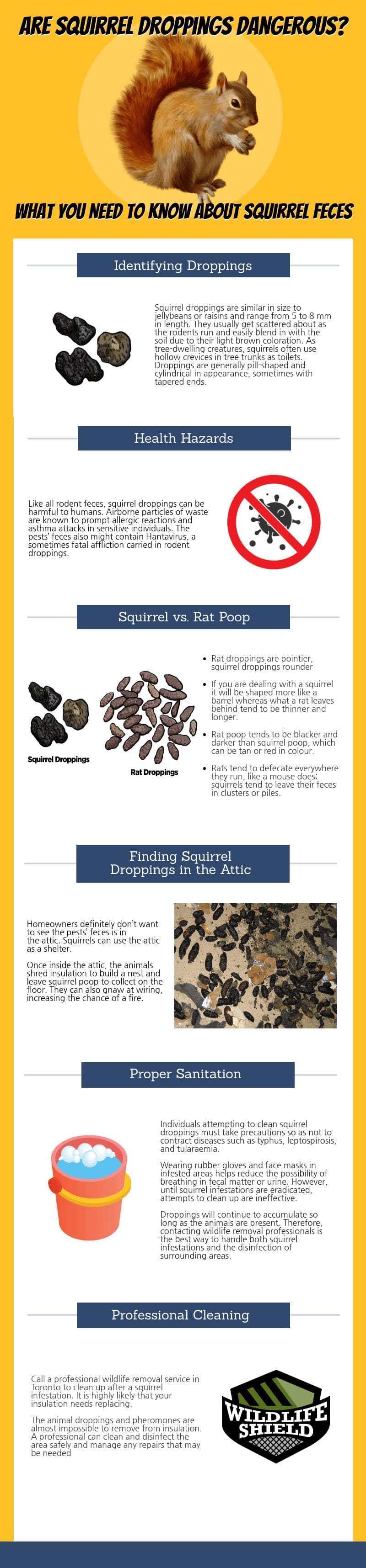 What You Need To Know About Squirrel Poop infographic Visualistan What You Need To Know About Squirrel Poop infographic Visualistan