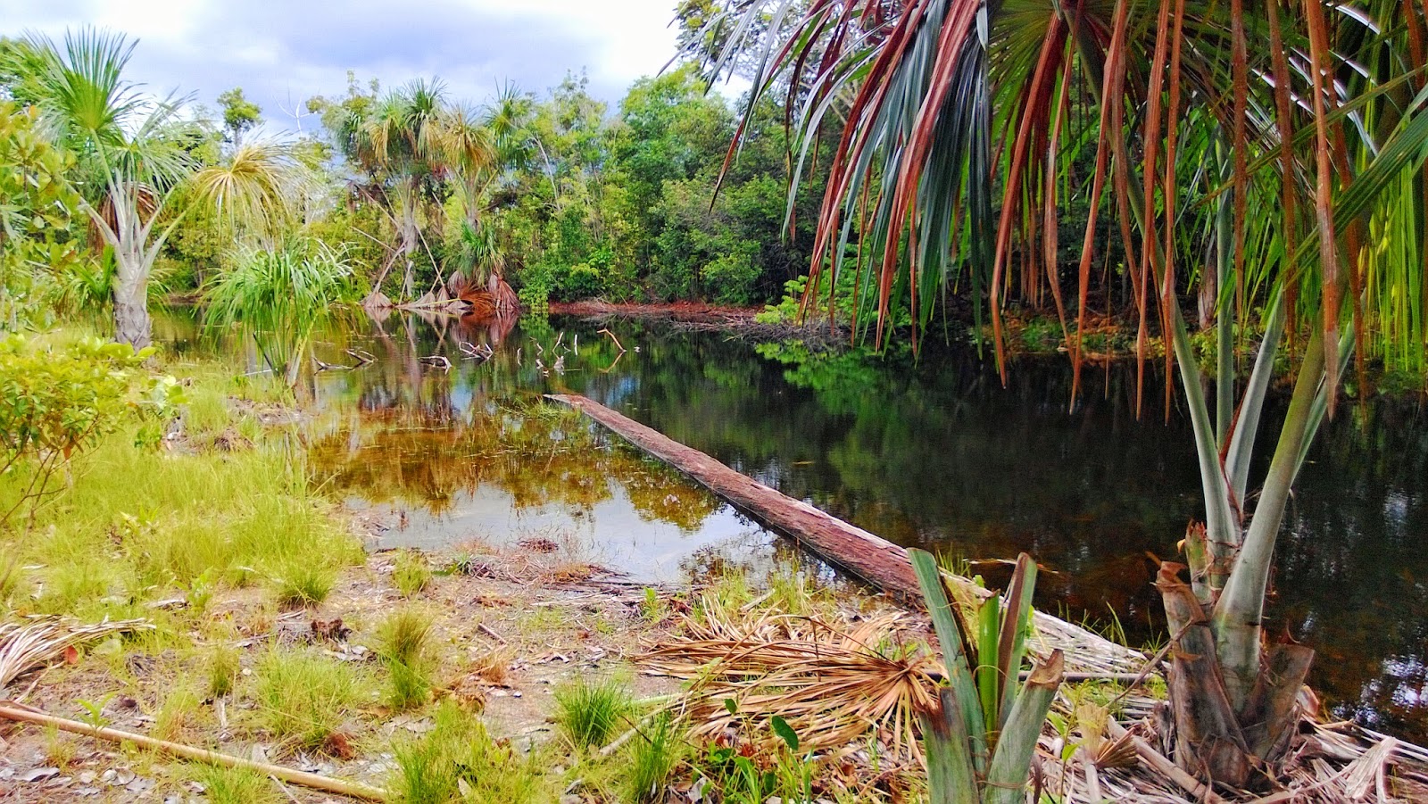 Blogs SENA Guainia: En el Guainía la princesa de las flores pide ser ...