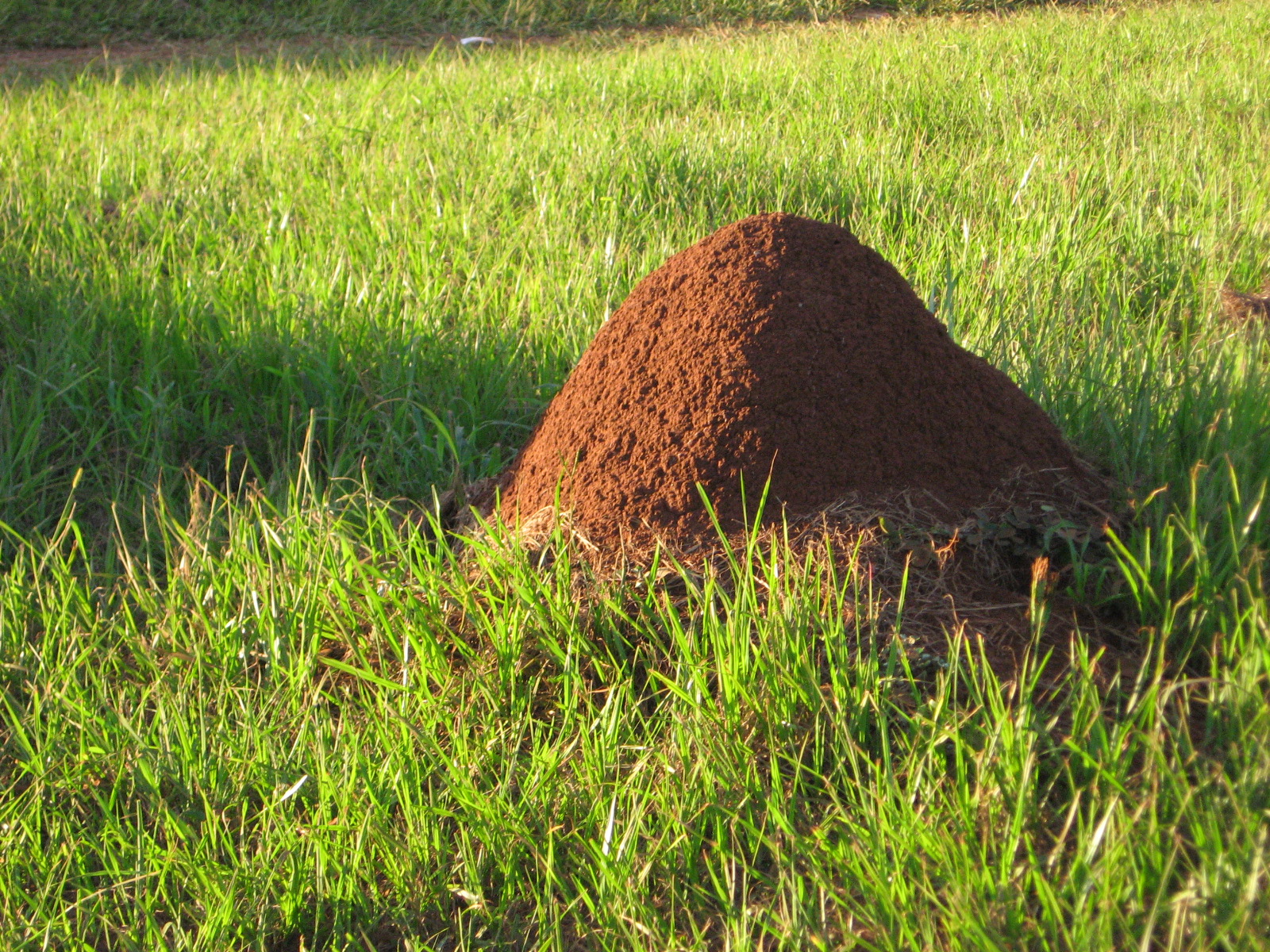 Mate y Folklore Argentino: TACURU