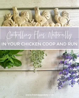 Control Flies Naturally in your Chicken Coop and Run - Fresh Eggs Daily ...