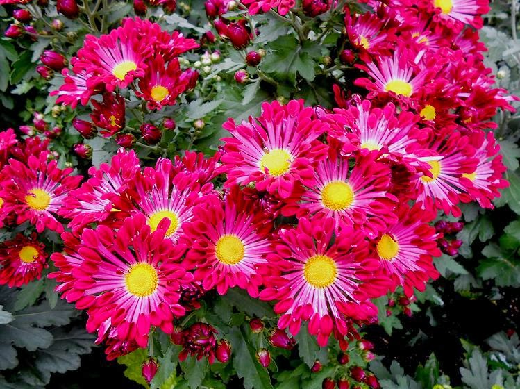 My Virtual Garden 2: Chicago Botanic Gardens