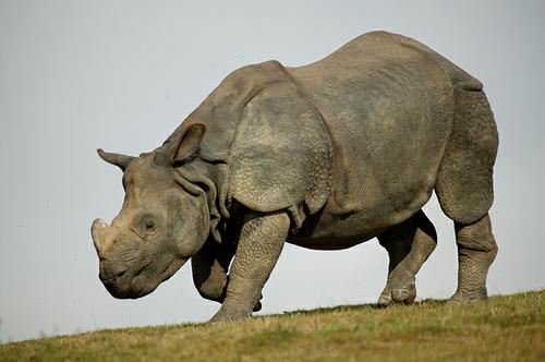 क्या आप जानते हैं? भारत की विलुप्तप्राय: प्रजातियाँ.....आइये, इनकी ...