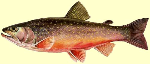 omble chevalier - France News Collections