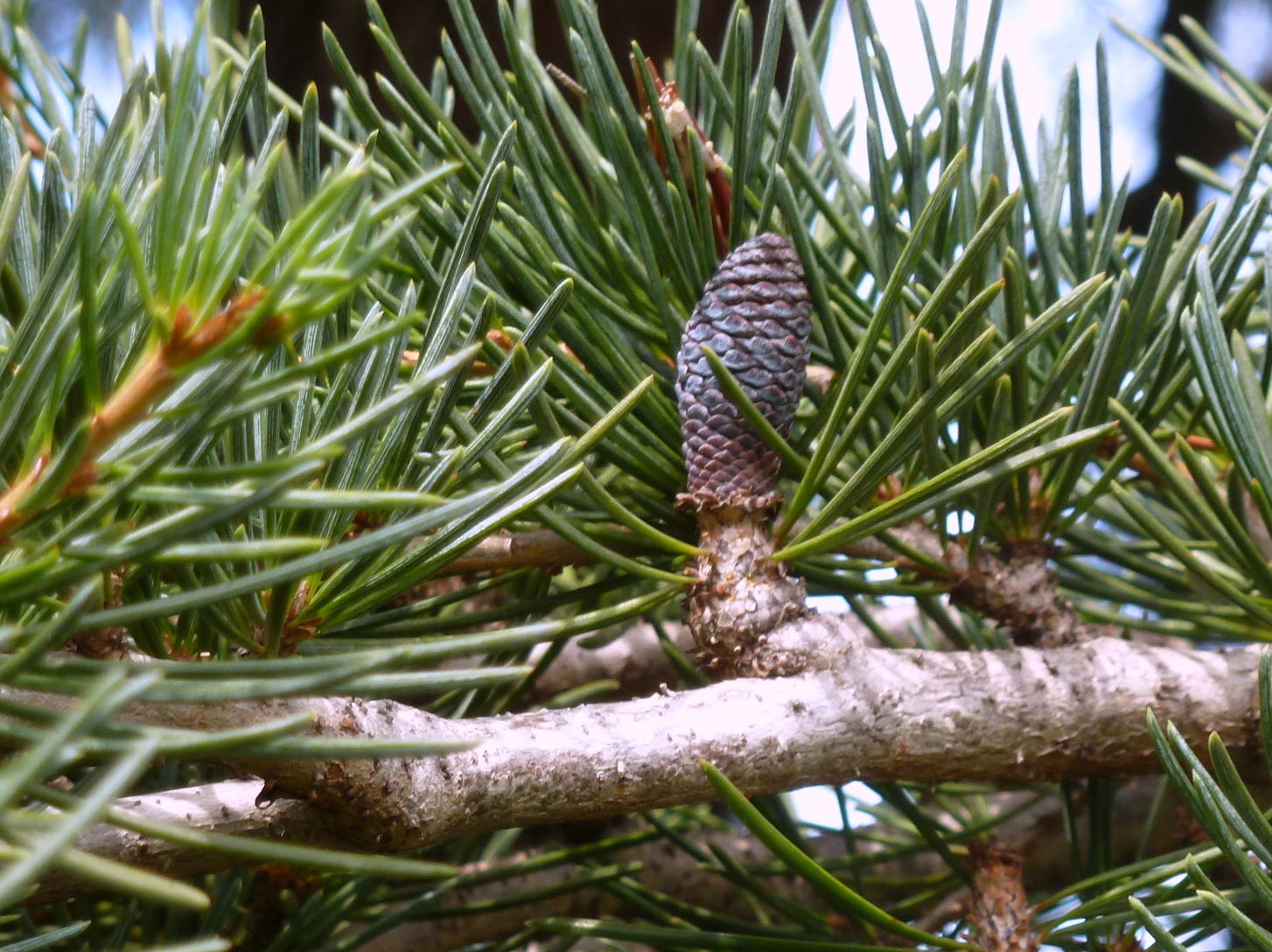 Árboles con alma: Cedro del Himalaya. Cedre. (Cedrus deodora)