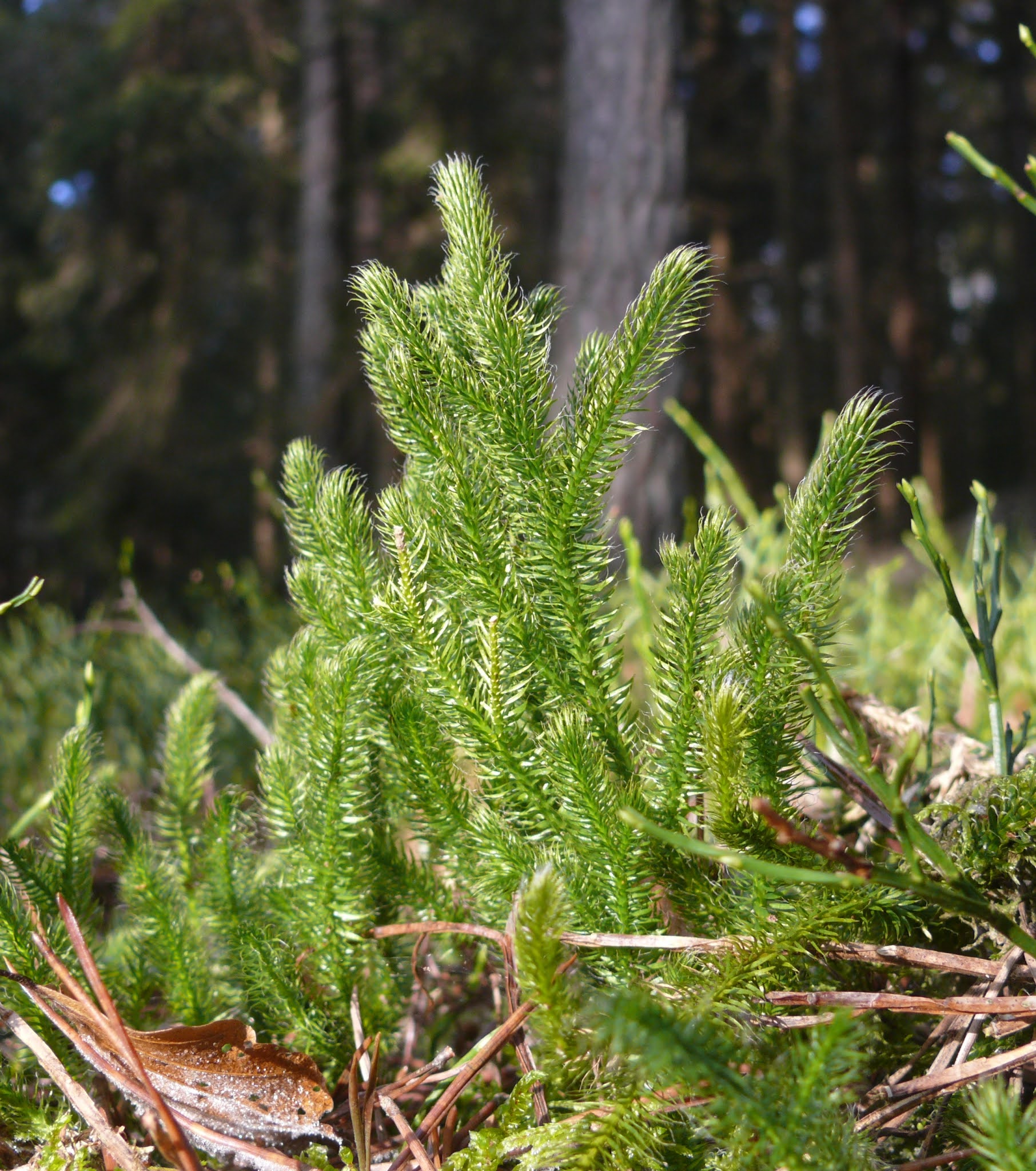 LYCOPODIUM CLAVATUM (Club moss)