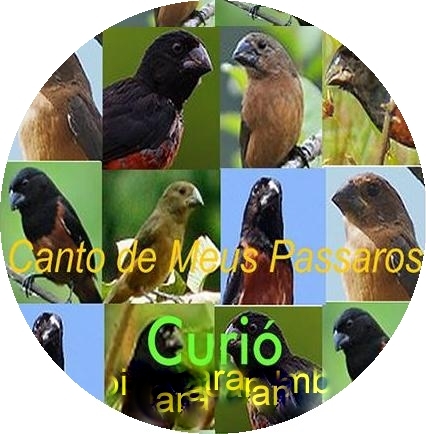 Meu blog, meu espaço - de Sergio Matos de Souza: VOA VOA, CANTA CANTA ...