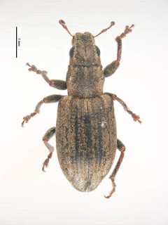 Prairie Pest Monitoring Network Blog: Insect of the Week (June 3, 2019 ...