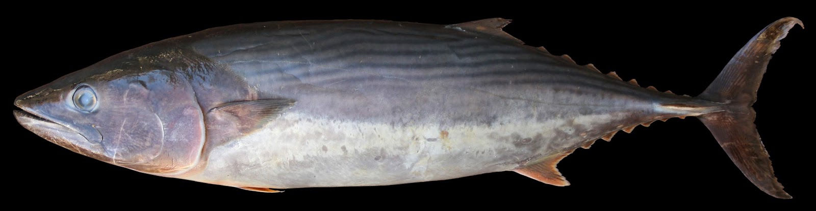 Oppdag Fisk!: Stripet Pelamide/Striped Bonito/Sarda Orientalis (Saltvann)