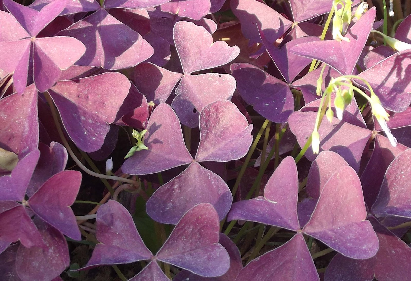 slikovnica: Ukrasna djetelina