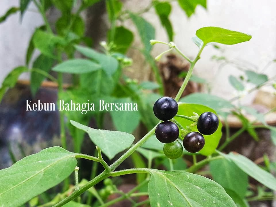 Kebun Bahagia Bersama: Sayur Meranti