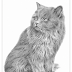 How to draw a cat with graphite pencils - step by step tutorial ...