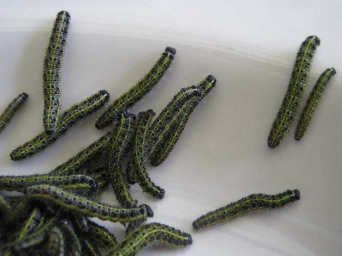 Mats gröna fingrar: Larvigt värre… eller?