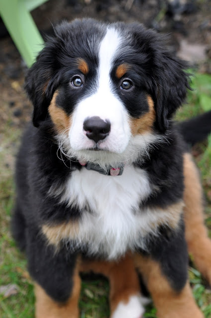 Bucks County Bernese: Photos