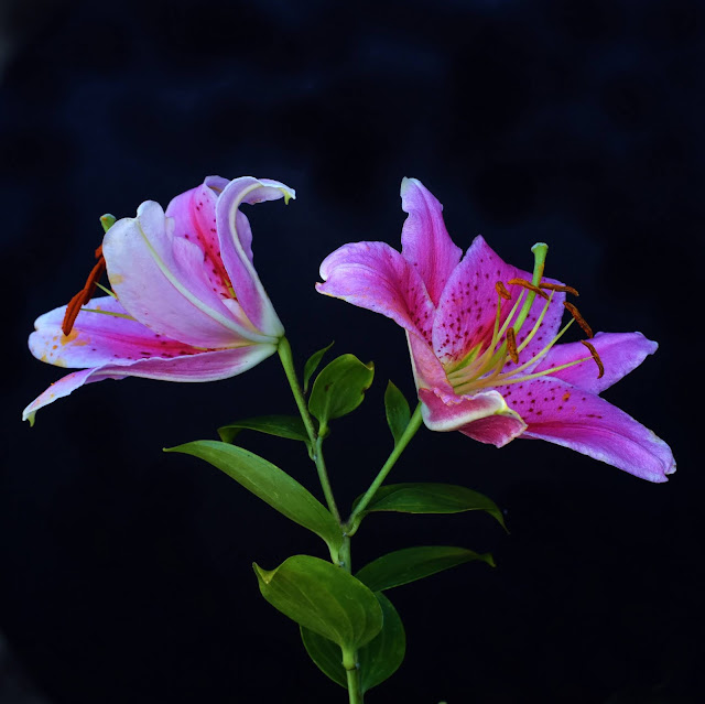 Shoreline Area News: Flowers: Lovely Lily, Laughing Lily