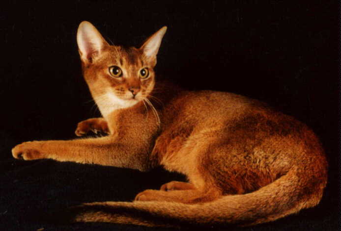 Encyclopedia of Cats Breed: Ruddy Abyssinian Cat | Tawny or Usual