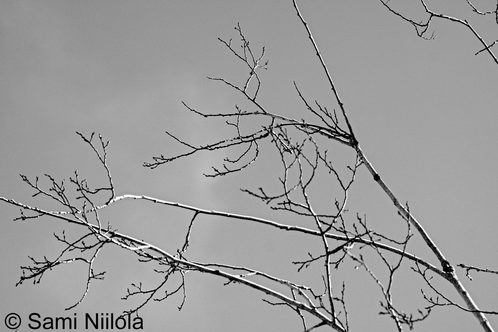 Samin luontokuvia nature photos: OKSA branch