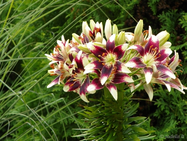 sodelis.lt: Sodelio atspindžiai: liepa'2013