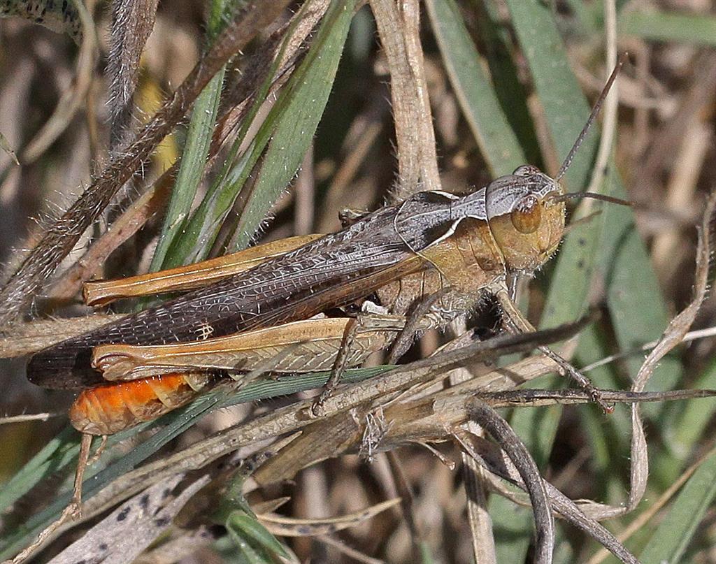 Michael Foley: Natural History ©: Cyprus Orthoptera - 2013