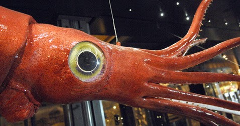 A rare Giant squid found today