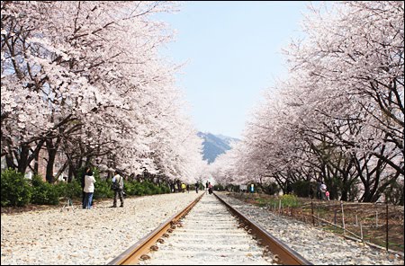 Mystic Korea: Let's take a train tour for Spring Fest