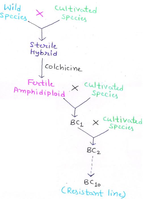 Wide Hybridization and Pre Breeding