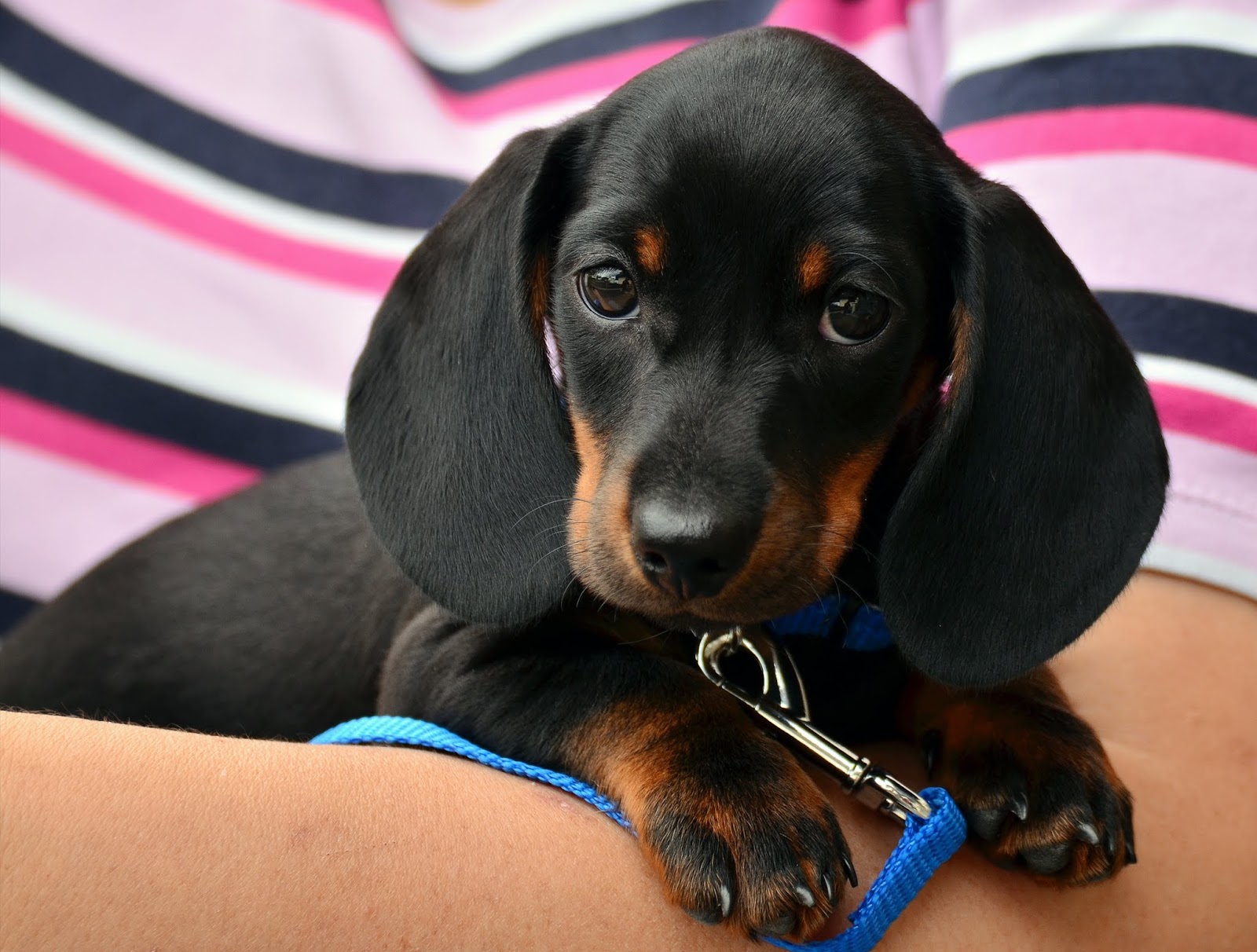 Hubble Hattie New Laws For Dog Breeding hubble-hattie-new-laws-for-dog-breeding