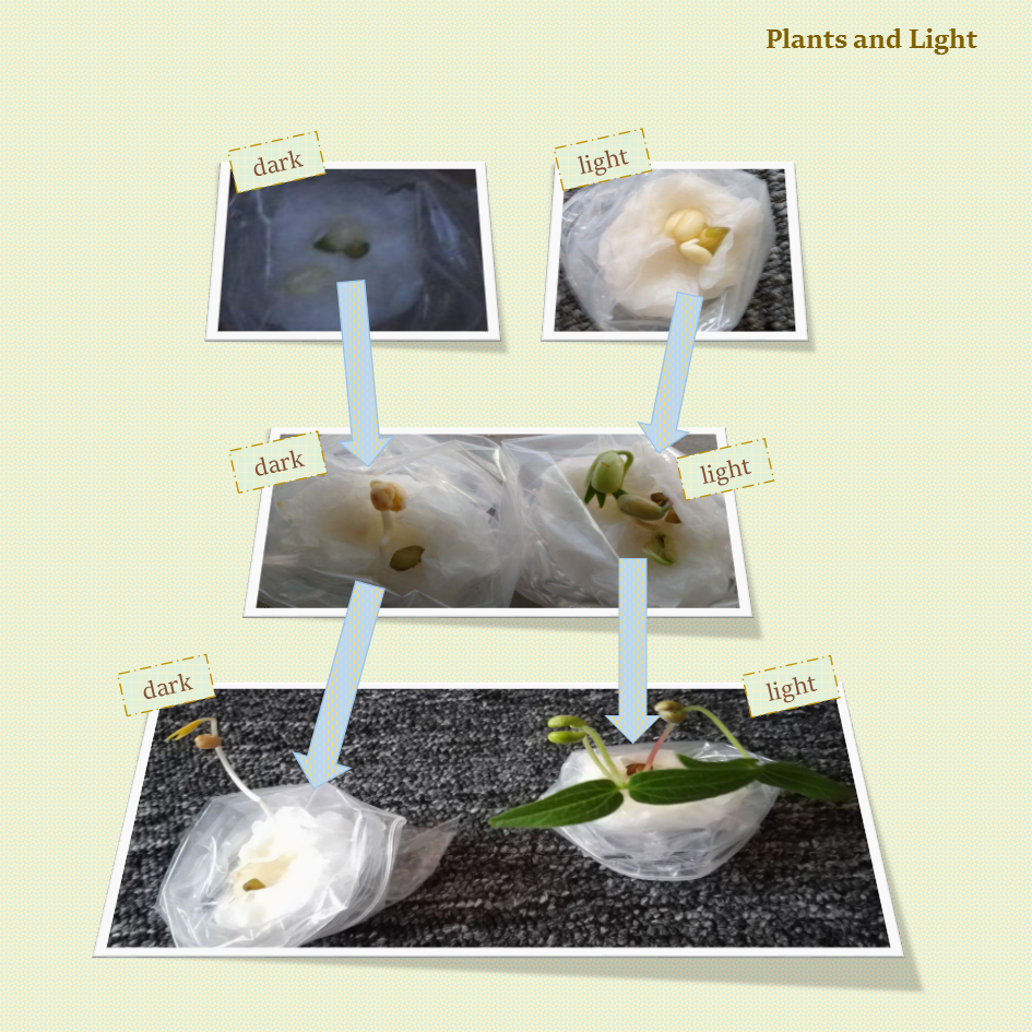 PLANTS, WATER AND LIGHT