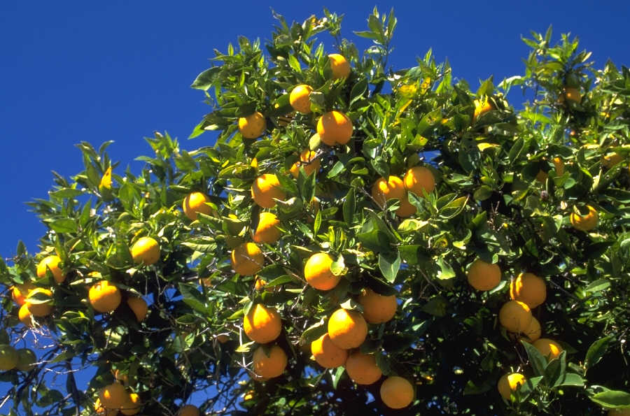 Texas Naturescapes-Great Advice For Gardening: Best Citrus for Texas