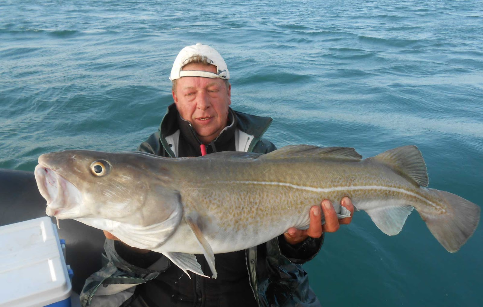 Cabillaud, Bar Pêche en Normandie