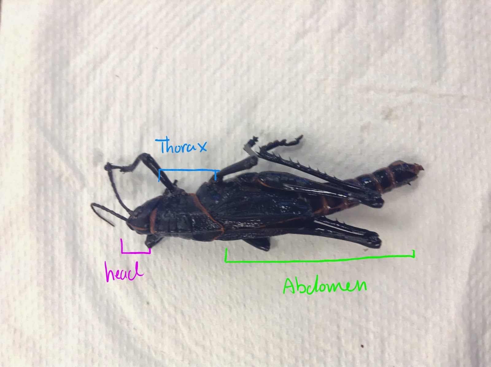 Set The House Spider Free: Grasshopper Dissection