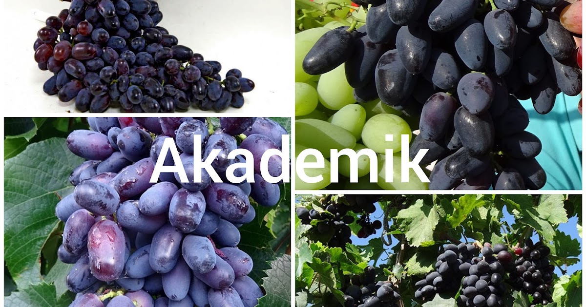 Varietas Anggur Akademik / Academician (Pam.Dzheneev, Ak.Avidzba)