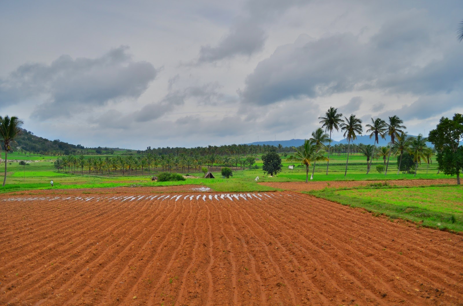 Sharath Hassan A Travelling Photographer: SEEGE GUDDA, Hassan Taluk ...