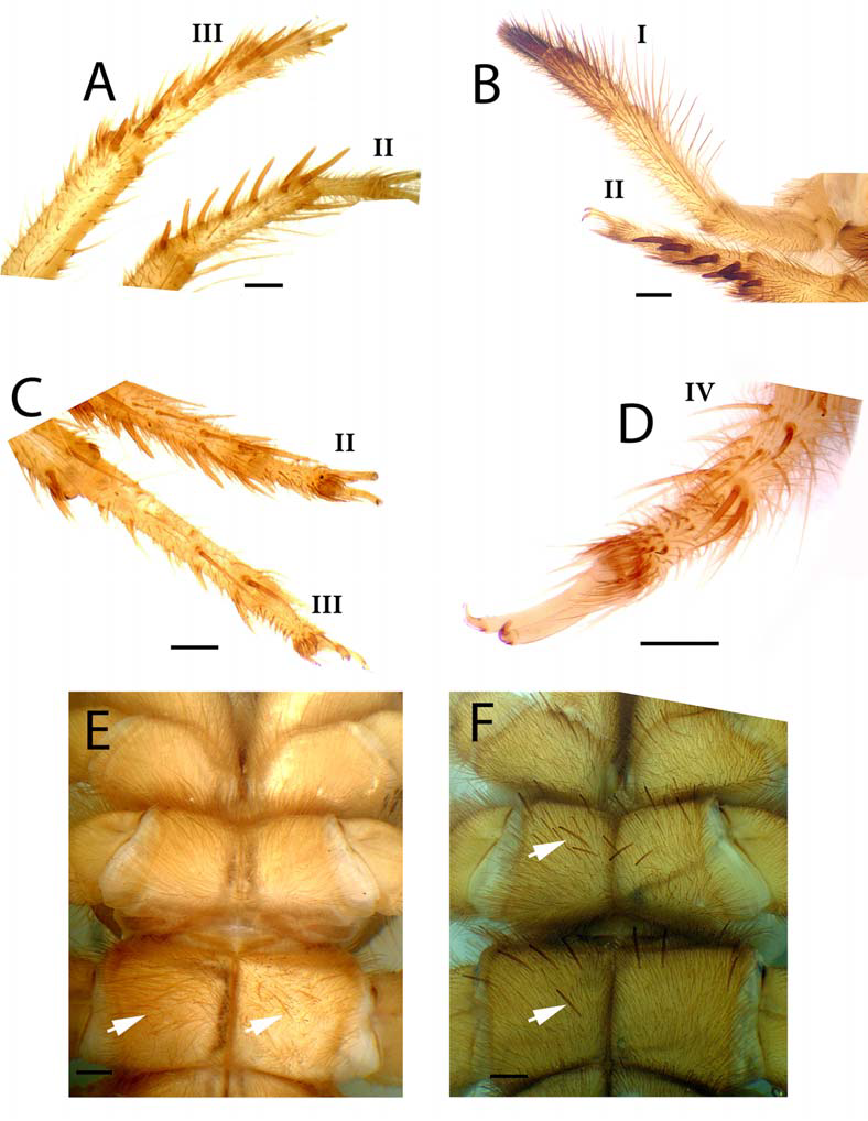 Sciency Thoughts: Rhagodes ahwazensis: Redescription of a Camel Spider ...