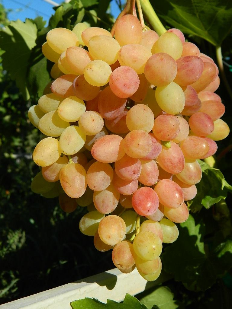 Anggur jenis Kishmish Veles | Pohon Anggur Genjah